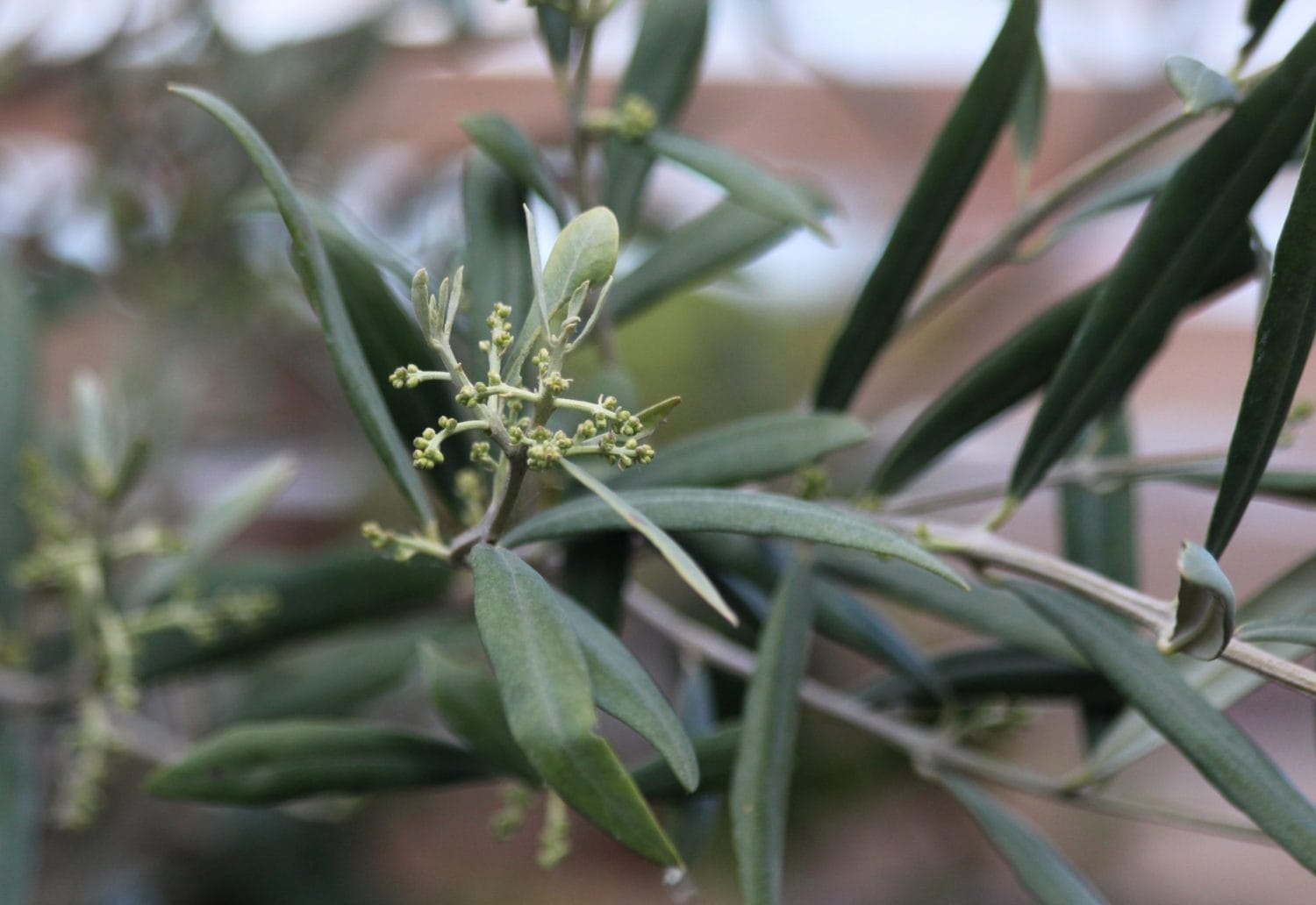 Top 10 best trees for small gardens - Living Colour Gardens