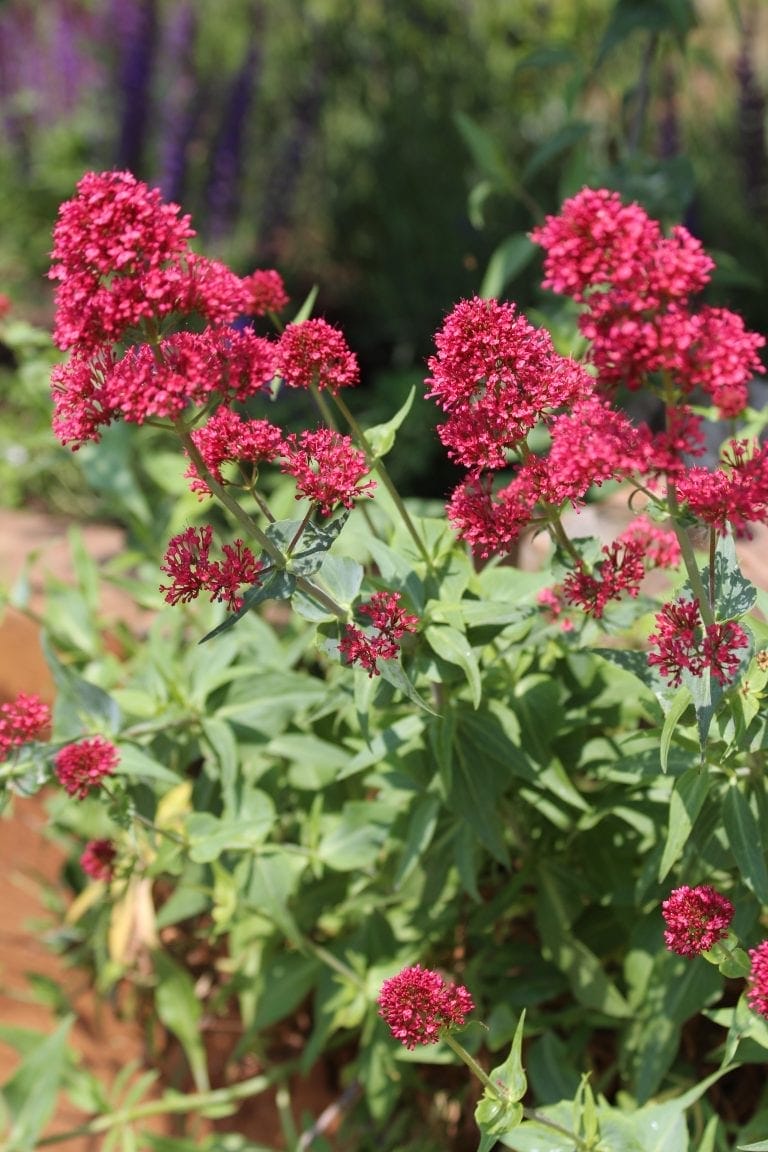 Top 10 everlasting perennials - Living Colour Gardens