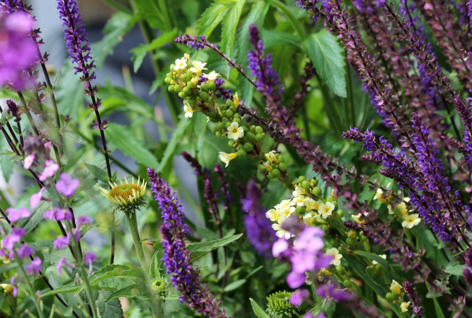 Top 10 everlasting perennials - Living Colour Gardens
