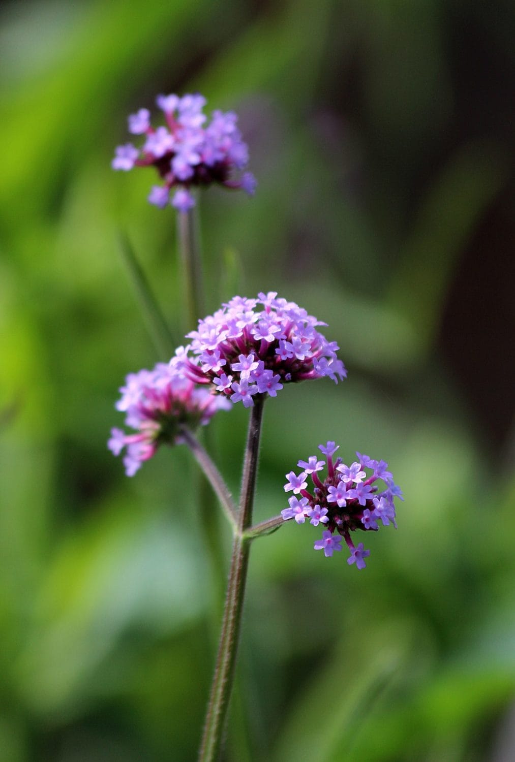 Top 10 everlasting perennials - Living Colour Gardens