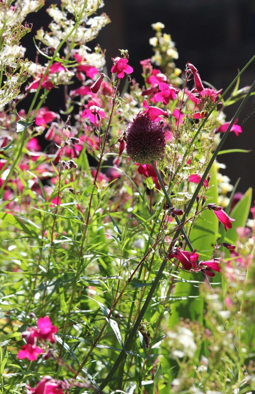 Top 10 Planting combinations - Living Colour Gardens